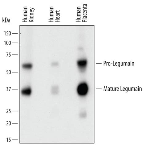 Human Legumainasparaginyl Endopeptidase Antibody Af2199 Bio Techne