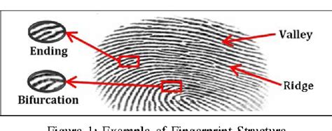 Integrated Automated Fingerprint Identification System Semantic Scholar
