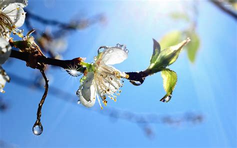 Blossom with water drops wallpaper - Flower wallpapers - #32588