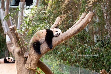 용인 에버랜드 주말 오픈런 판다월드 꿀팁 사파리월드 스마트 줄서기 퍼레이드 유료정문주차장 주차 네이버 블로그