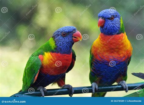 Colorful Rainbow Lorikeets Gold Coast Australia Stock Image Image Of