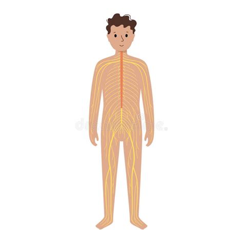 Nervous System Without Labels Headaches Ryan Seals Do