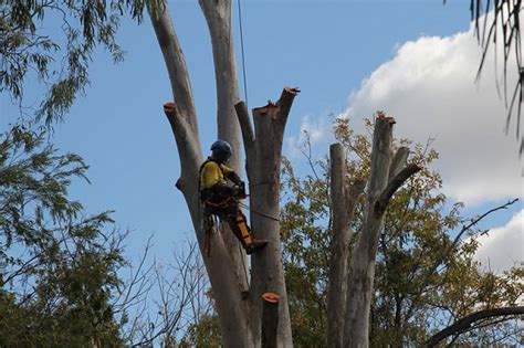 Looking For Tree Lopping Gold Coast Aussie Tree Care 1300873300