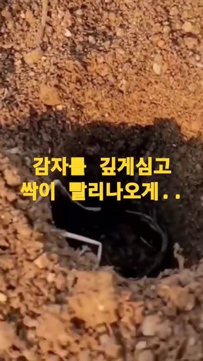 감자 새싹이 빨리나오게 깊게심고 흙은 살짝만 Youtube