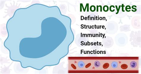 Monocytes Definition Structure Immunity Subsets Functions Antigen Presenting Cell