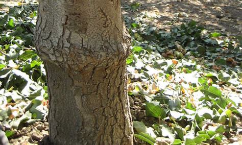 Pistachio Tree Care Plant Care And Harvest The Nuts Epic Gardening