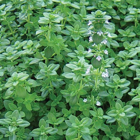 Thyme Seeds Ne Seed
