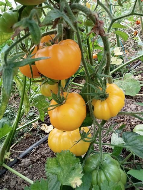 Tomate Jaune St Vincent Graines De Flandre