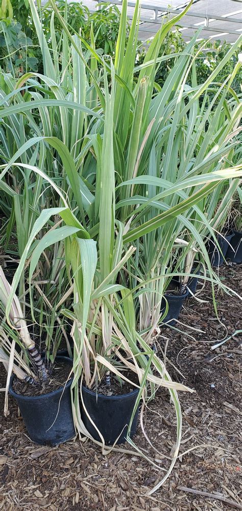 Growing Lemongrass In Pots A Step By Step Guide
