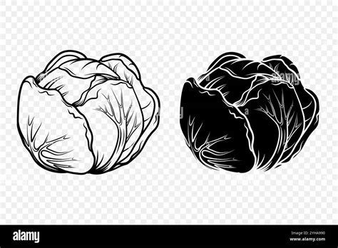 Vector Flat Cartoon Style Black And White Cabbage Set Detailed Cabbage Head Illustration In