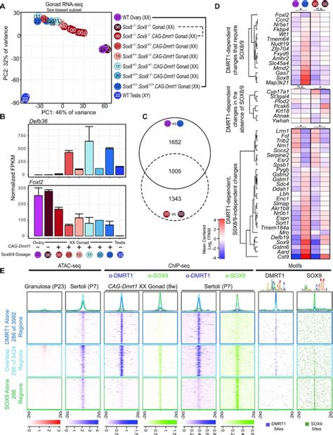 The Conserved Sex Regulator Dmrt1 Recruits Sox9 In Sexual Cell Fate