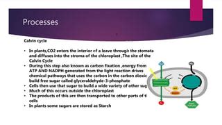 Photosynthesis Pptx