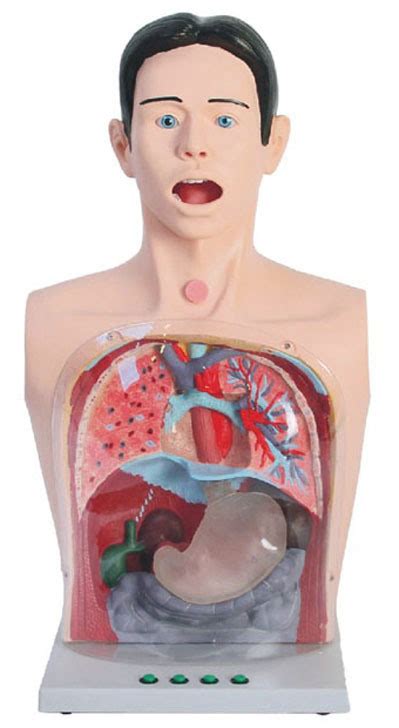 medical science training models simulators manikins mannequins china