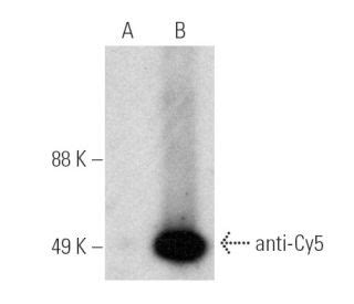 Anti Cy5 Antibody B 2 Western Blotting Image 390984