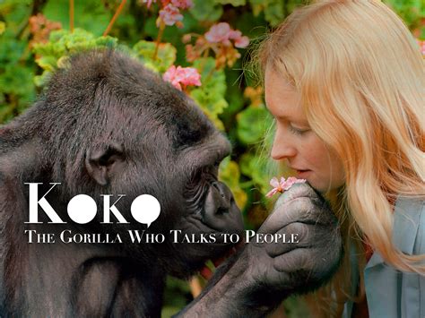 Koko Talking Gorilla Bbc One Koko The Gorilla Who Talks To People
