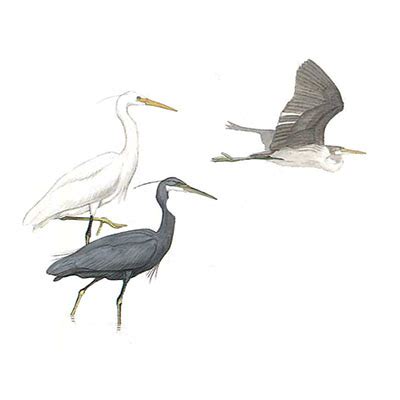 Qatar E Nature Categories Egrets And Herons