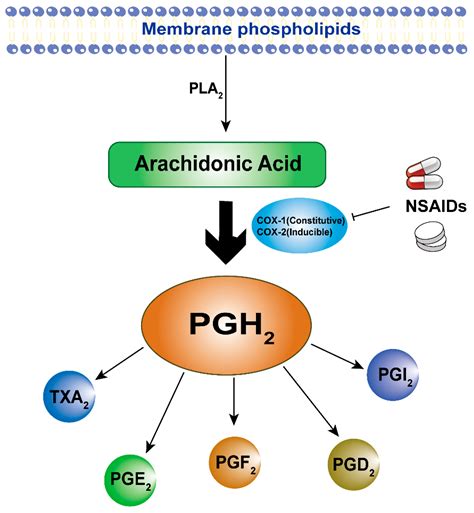 Exploring Cox Independent Pathways A Novel Approach For Meloxicam And