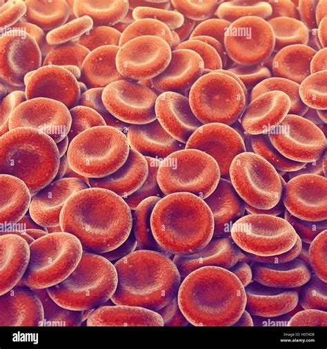 Le Cellule Rosse Del Sangue Anemia Gli Eritrociti 3d Illustrazione Foto Stock Alamy