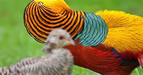 Sexual Selection In The World Of Birds Sexual Dimorphism In Birds A Complexity Of Sexual