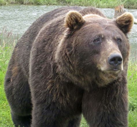 Michigan Brown Bear