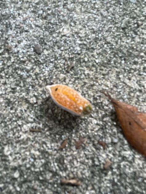 This Is The Weirdest Bug Ive Ever Seen Rbugidentification