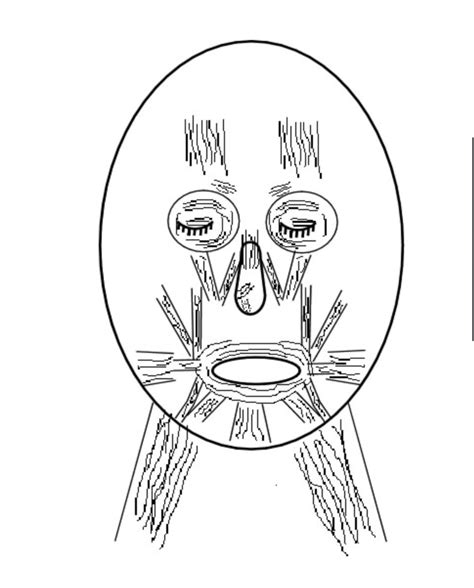 Exam 2 Head And Neck Diagram Quizlet