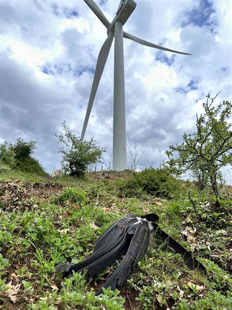 ‼️ Поредна жертва на ветрогенератори в Източни Родопи Гърция 🦅 Женски черен лешояд претърпя