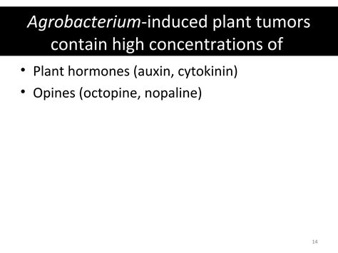 Molecular Biology Of Agrobacterium Infection Ppt