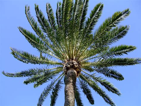 Palm Photograph By Mindy Newman Fine Art America