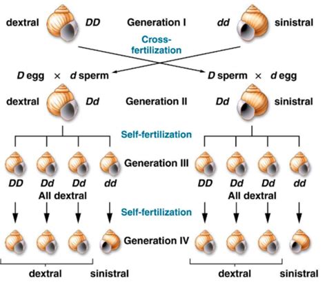 Ch 9 Extranuclear Inheritance Flashcards Quizlet