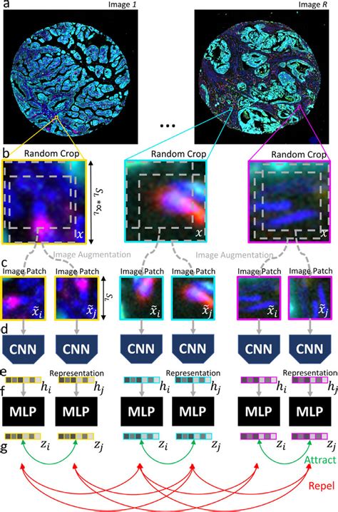 Visualization Of Patch Contrastive Learning Method Description