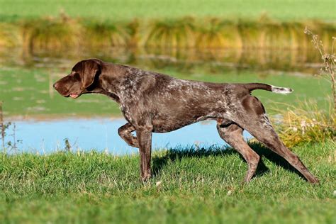 German Shorthaired Pointer On Point Clip Art