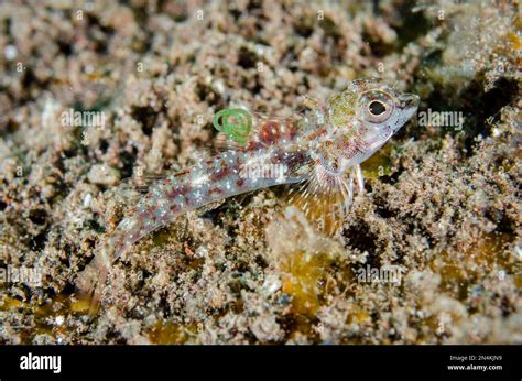 Female Rhinocerous Triplefin Helcogramma Rhinoceros With Parasitic