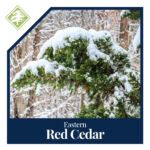 Eastern Red Cedar Everything You Want To Know Arbor Masters