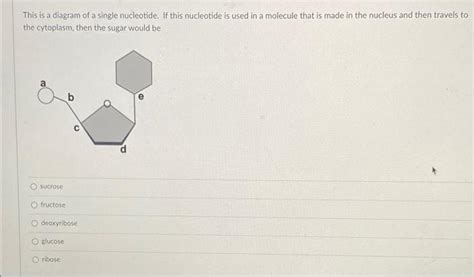 Solved This Is A Diagram Of A Single Nucleotide If This Chegg Com