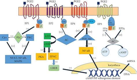The Signaling Pathway Of Pge2 And Its Regulatory Role In T Cell Differentiation An 2021