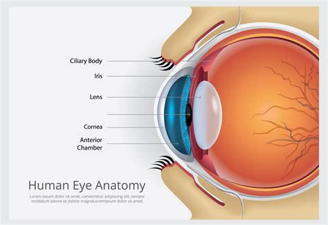 The Anatomy Of The Eyelid An In Depth Look Sightconnection