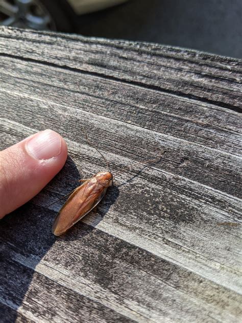 Is This A German Cockroach Tn Rwhatsthisbug