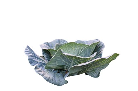 흰색 배경에 클리핑 경로가 있는 양배추 식물에서 잘라냅니다 디자인 프로젝트 프리젠테이션 또는 교육 자료에서 쉽게 편집하고 사용할 수 있는 상세한 클리핑 경로 0명에 대한