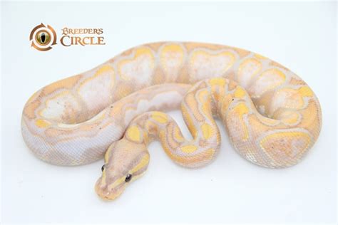 Banana Calico M20455 Ball Python By Breeder S Circle