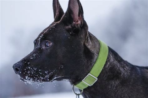 German Shepherd Pitbull Mix Puppies Lifespan Temperament
