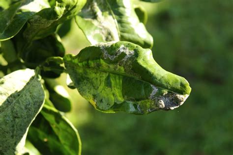 Lemon Tree Leaves Curling Top Diagnostic Tips