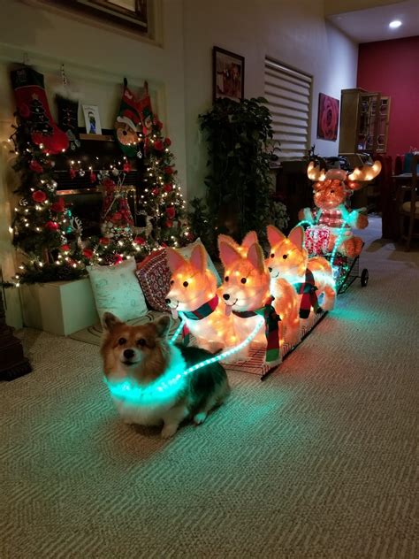 рождество корги Вельш корги праздник собака собакен песель пес смешные