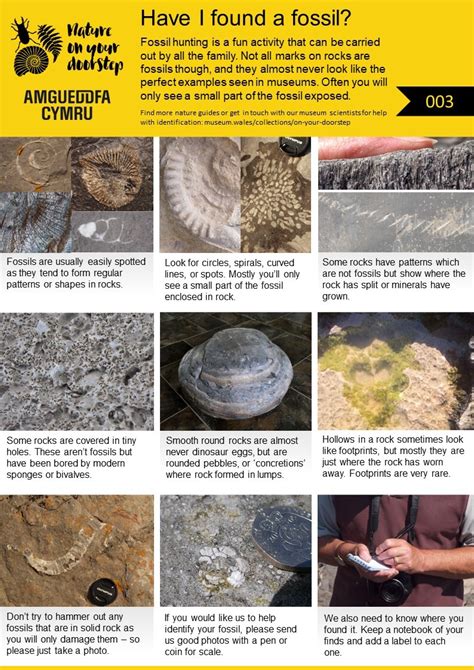 Where Can I Take A Fossil To Be Identified On Sale