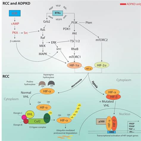 Fuhrman Nuclear Grade Classification For Rcc Tumors Download Scientific Diagram