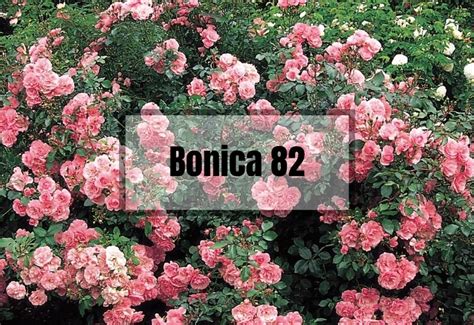 All You Need to Know About the Bonica 82 - Gardening Flow