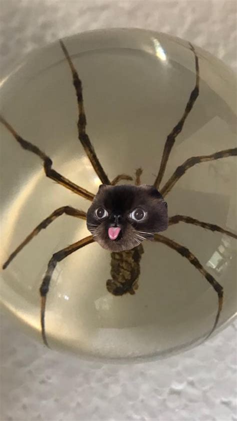 Tofu Paddy Miller Light Budder Milk Bud Life Pancake 2 Jump Scare R