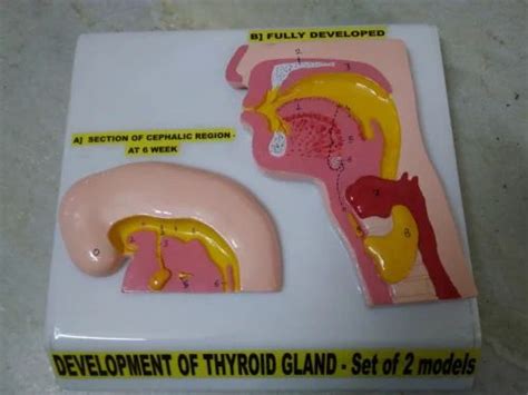 Development Of Thyroid Gland At ₹ 6500piece Anatomical Models In