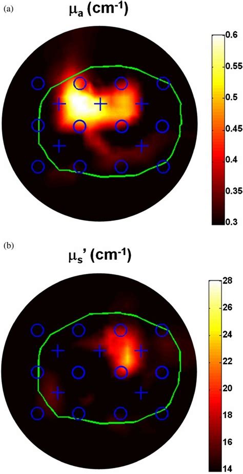 2d Reconstructed Optical Property Distributions By The Interstitial Dot Download Scientific