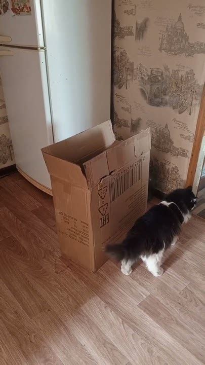 Марсик и Шнурок осваивают коробку зверьёмоё кот котики безкотажизньнета Марсик Шнурок